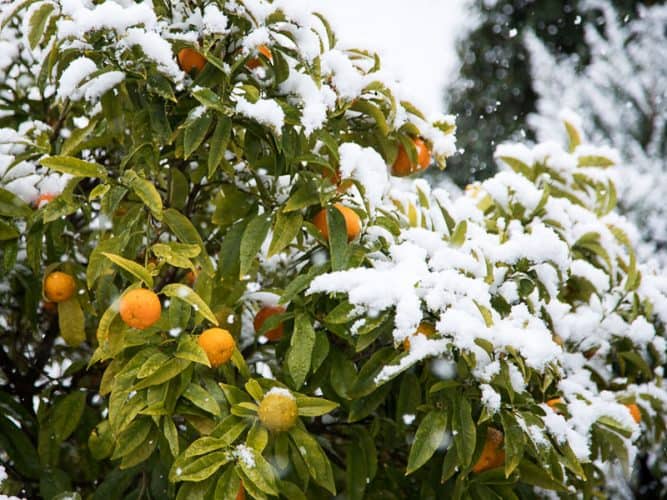La confiture d'oranges amères de Huguette Gardanne - 180°C La revue ...
